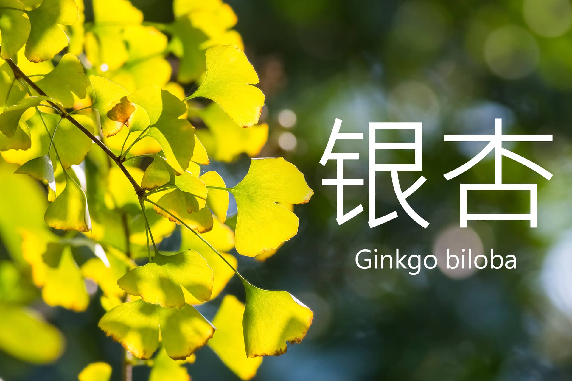 BIO Ginkgo Kapseln - 2x 240 Kapseln Vorteilspack - Biloba ...